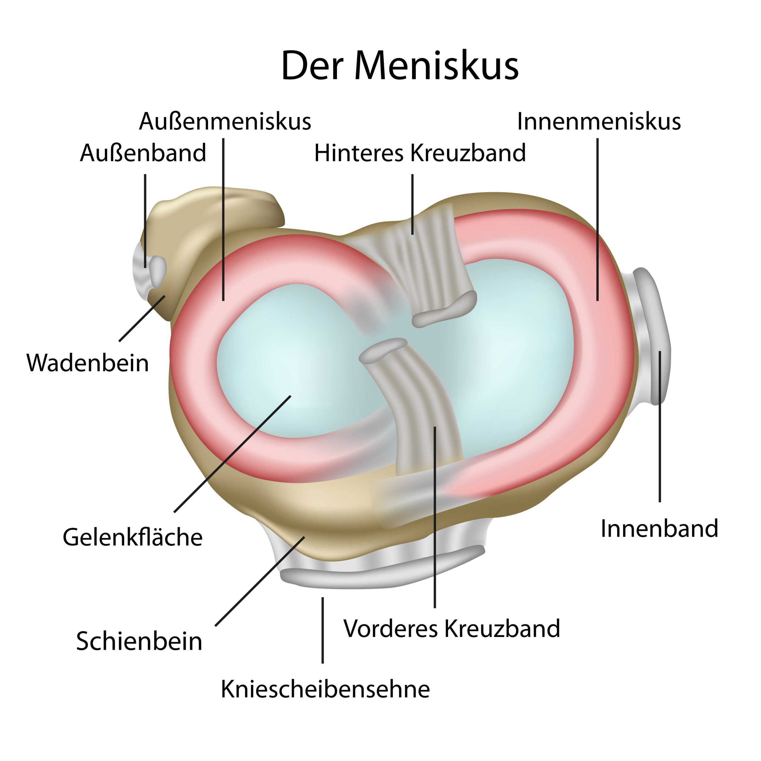 Anatomy & structure of the knee joint | Dr. Gustav Timmel
